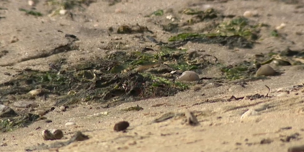 Smell from seaweed plaguing Great South Bay could be toxic, experts say ...