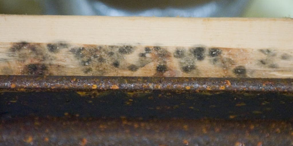 Living in humid climates can help produce mold inside your home | Fox ...