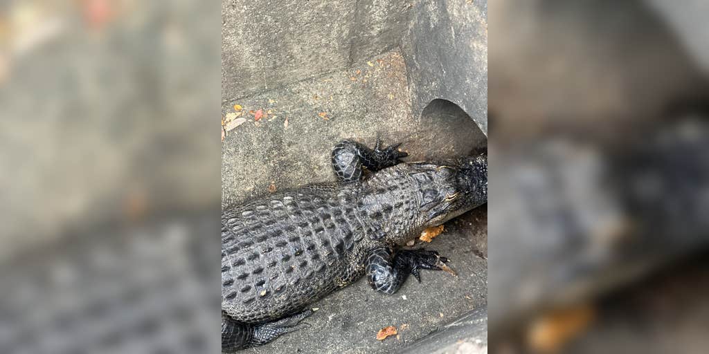 'Turtle' in Florida sewer turns out to be massive alligator, toddler ...