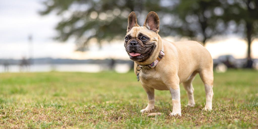 What are the 'dog days' of summer? | Fox Weather