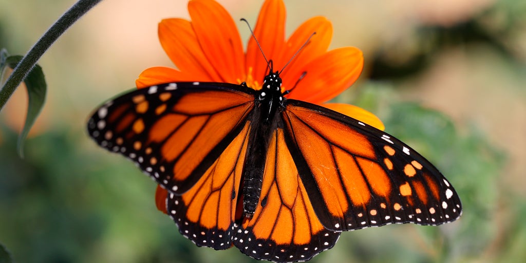 Monarchs make a comeback in California | Fox Weather
