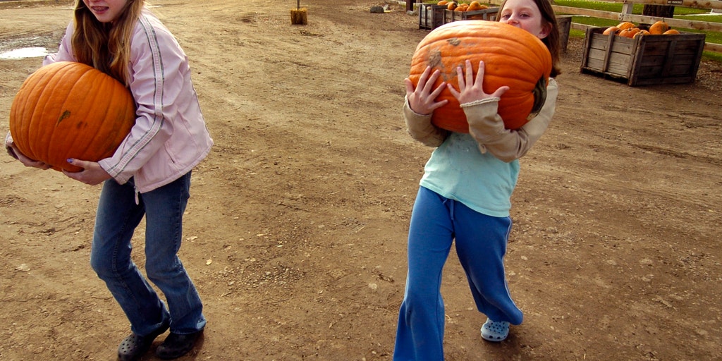 Why is the pumpkin a symbol of fall and Halloween? | Fox Weather