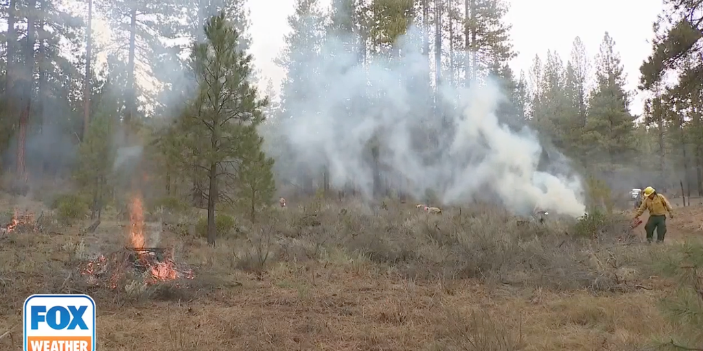 Oregon forest restoration efforts aim to make areas more resilient to ...