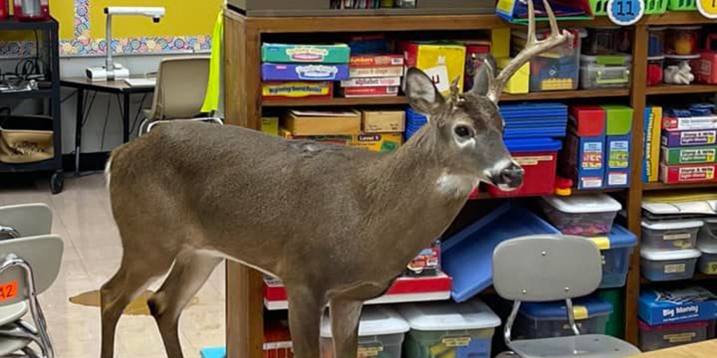 Oh, deer! Young buck inside classroom surprises Tennessee elementary ...