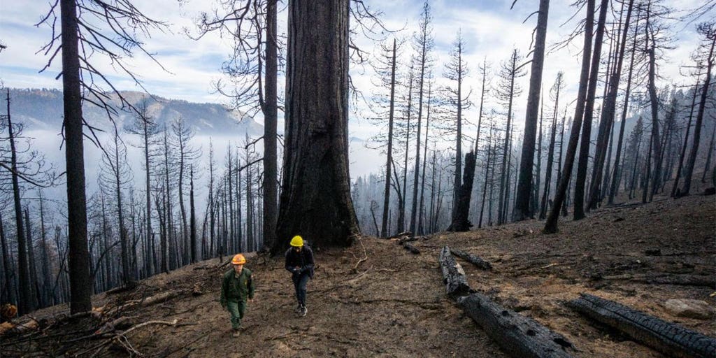 As many as 3,600 giant sequoias killed by 2021 wildfires | Fox Weather
