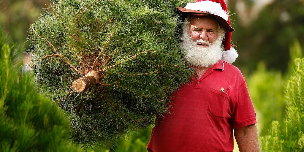 Christmas tree up already? Here's why experts say that's dangerous ...