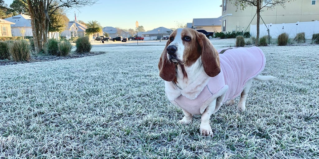 Florida morning freeze creates frost covered landscape | Fox Weather