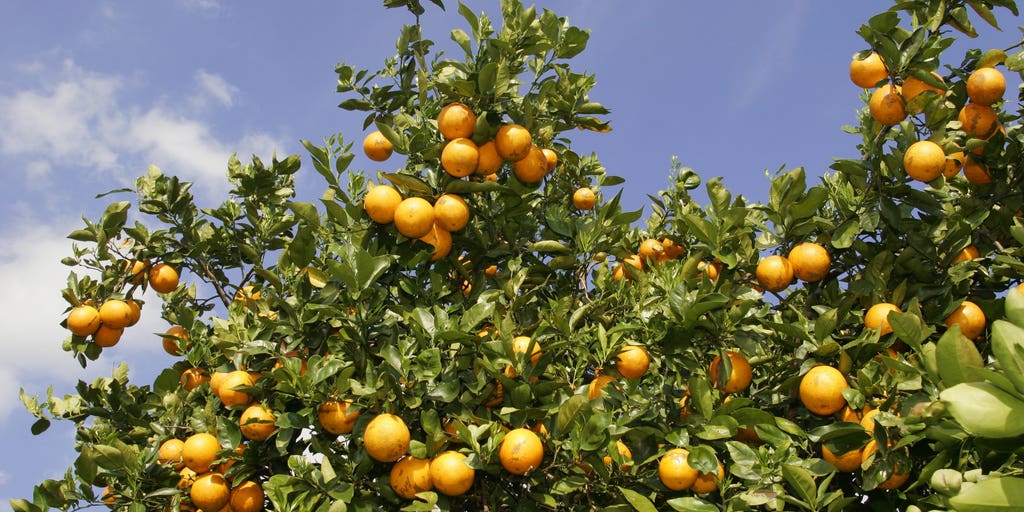 Bacterial disease drops Florida's orange crop to smallest in 75 years ...