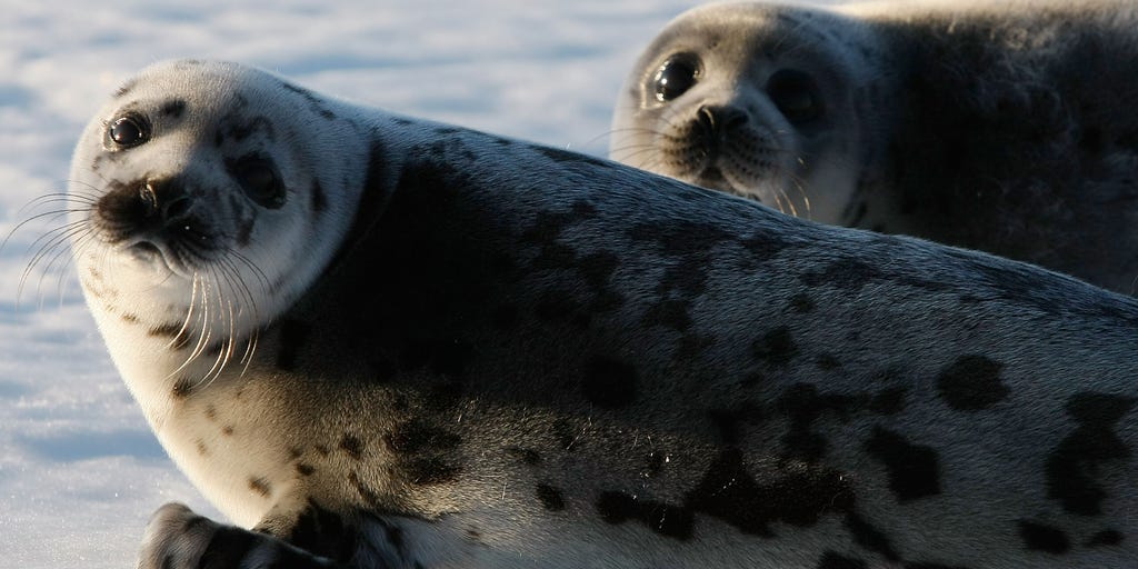 How animals survive the frozen edge of the world | Fox Weather