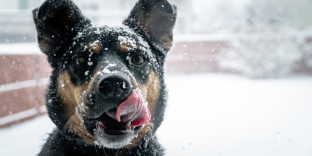 Tips to keep your pets safe this winter | Fox Weather