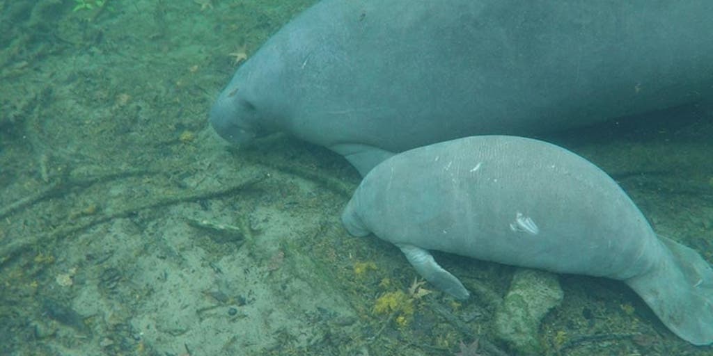 Florida cold weather means its manatee cuddling time in the springs ...