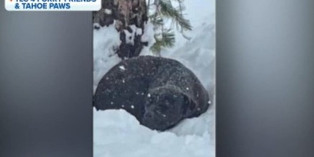 Amazing rescue: Dog ran away in August wildfire, rescued in feet of ...