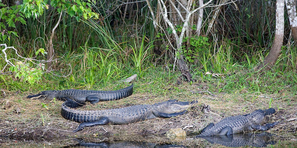 Florida officials to discuss expanding alligator hunting hours ...