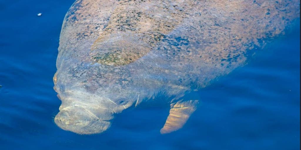 Cold weather, starvation takes toll on manatees despite biologists ...