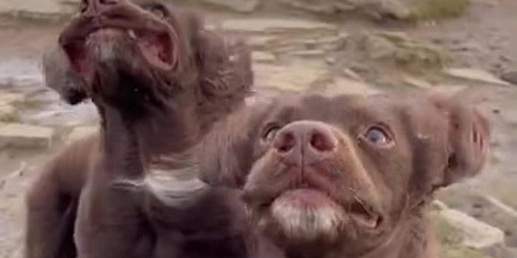 Watch: Welsh dogs catch an earful from Mother Nature amid 50 mph winds ...