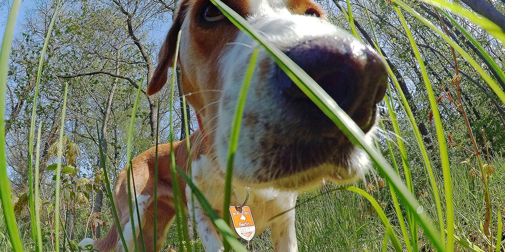Spring's hidden dangers that could be deadly to your pets | Fox Weather
