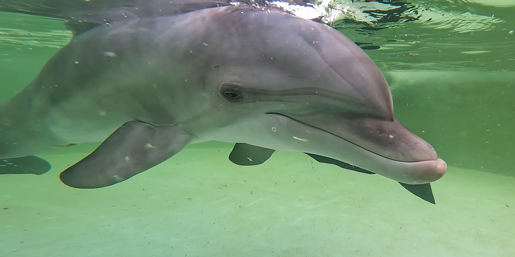 Rescued bottlenose dolphin finds new home at Florida Keys facility ...