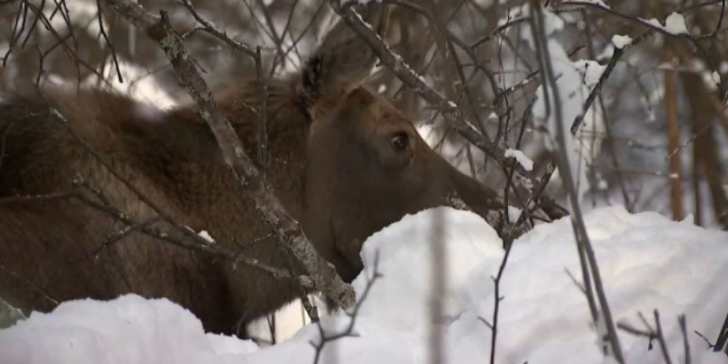 Snow forcing hungry moose to mosey into Alaska’s largest city | Fox Weather