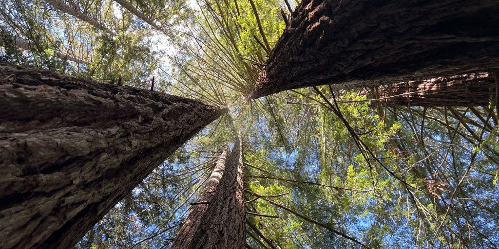 President Biden signs Earth Day order to protect America's oldest trees ...