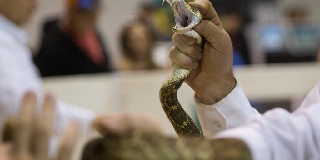 Snakes on the move: Mating season and warmer weather make serpents ...