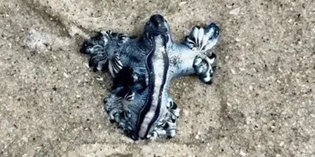Venomous blue dragons wash on shore along Texas beaches | Fox Weather