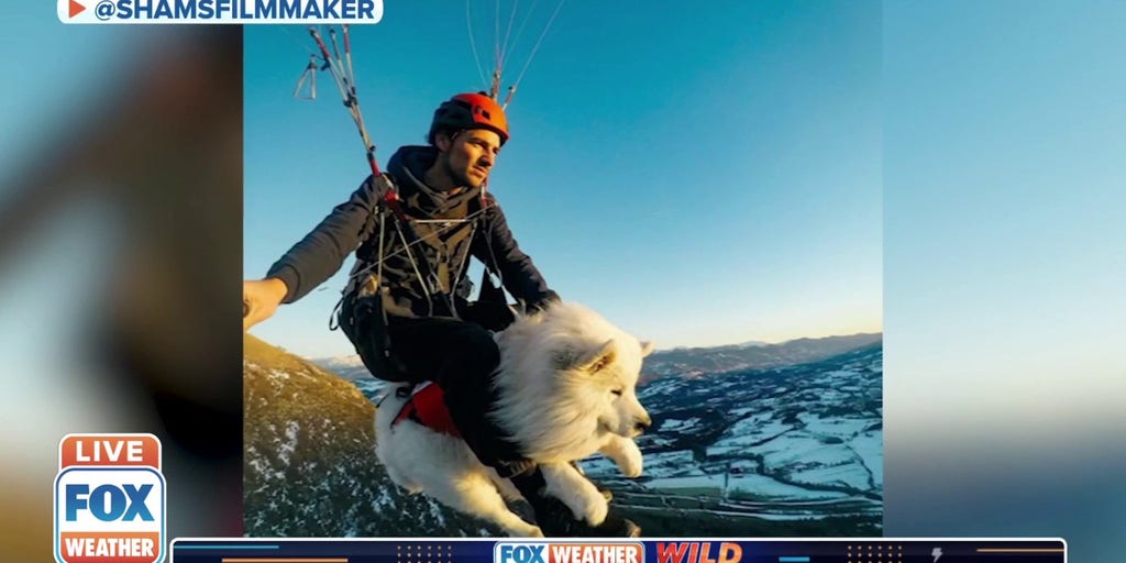 When dogs fly: Paragliding Samoyed takes flight with his human | Fox ...