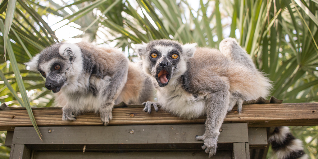 Move over, grandma! Animals are retiring in the Sunshine State, too ...