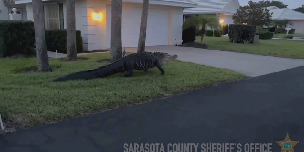 See ya later, alligator! Huge reptile takes Easter stroll through ...
