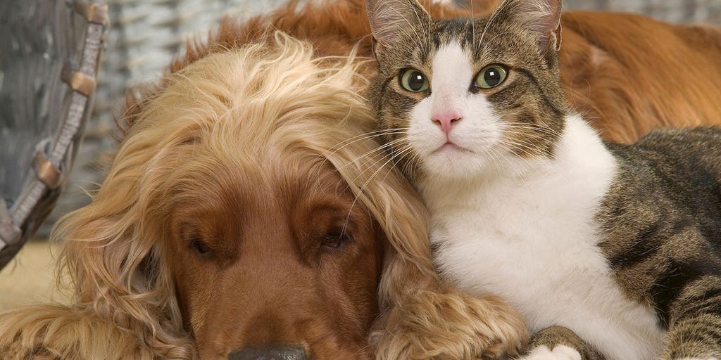 These 5 pests pester your pets more during warmer weather | Fox Weather