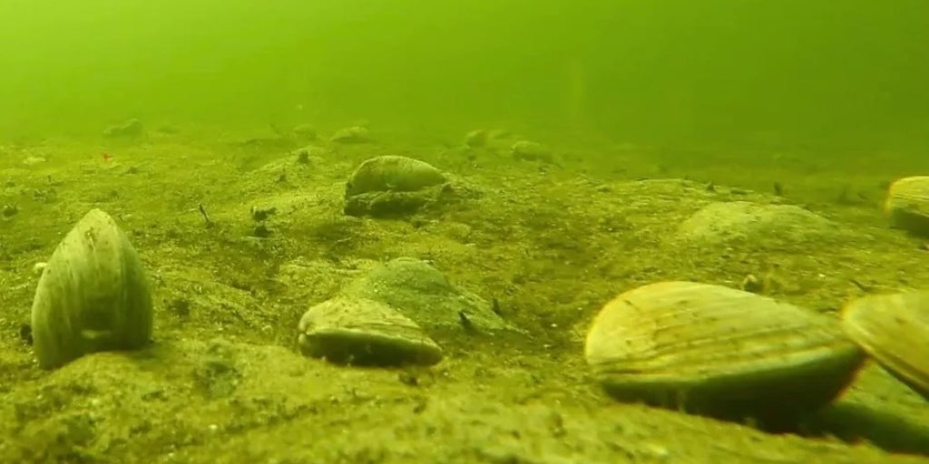 Volunteers to release 120,000 clams to help filter water in Sarasota ...