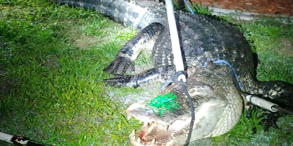 'Check your pool before diving': 10-foot gator takes a dip in Florida ...