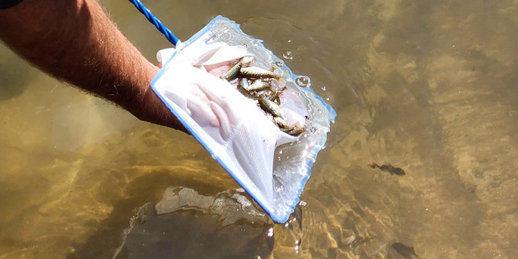 Saved By Human Efforts How A Species Of Fish Was Given A Second Lease