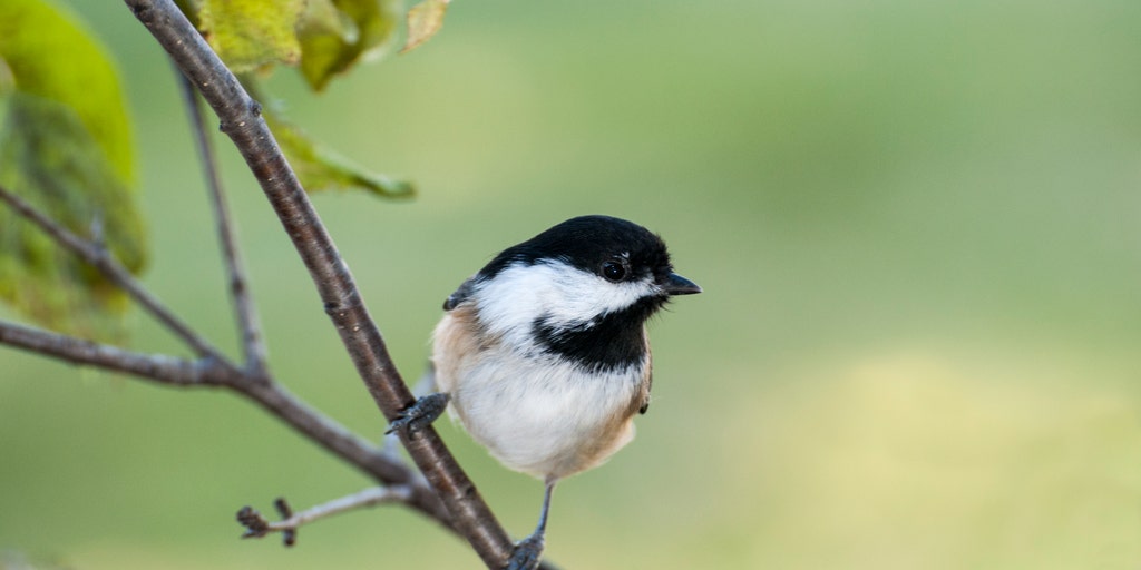 Why birds sing in the spring | Fox Weather