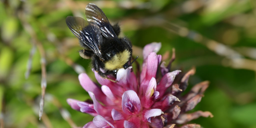 National Pollinator Week: Why we should thank a bug for dinner | Fox ...