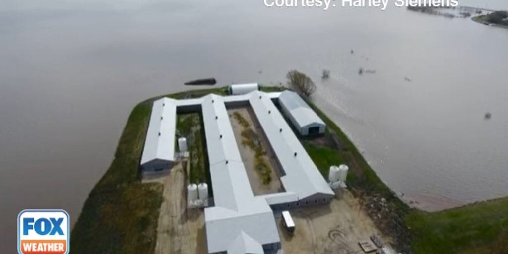 'Ain't nobody here but us chickens': Flooding turns egg farm into ...