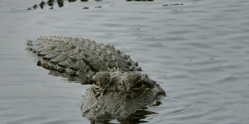 Alligator attacks, kills 88-year-old woman in South Carolina | Fox Weather Alligator attacks, kills 88-year-old woman in South Carolina | Fox Weather