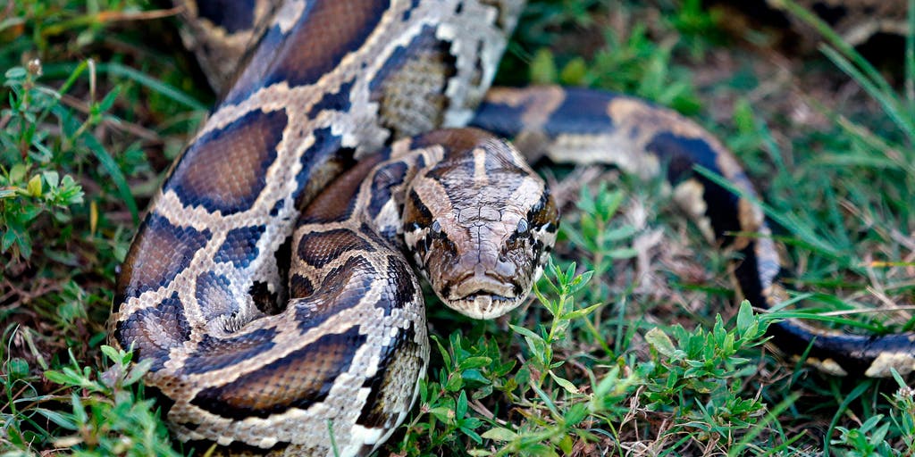Florida Python Challenge registration open for snake hunters