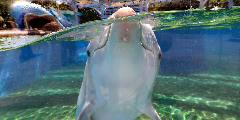 How SeaWorld protects marine life, guests from severe weather thrills ...