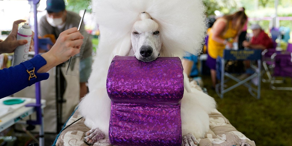 Best in show: 5 dog-themed stories that'll remind you why they're man's ...