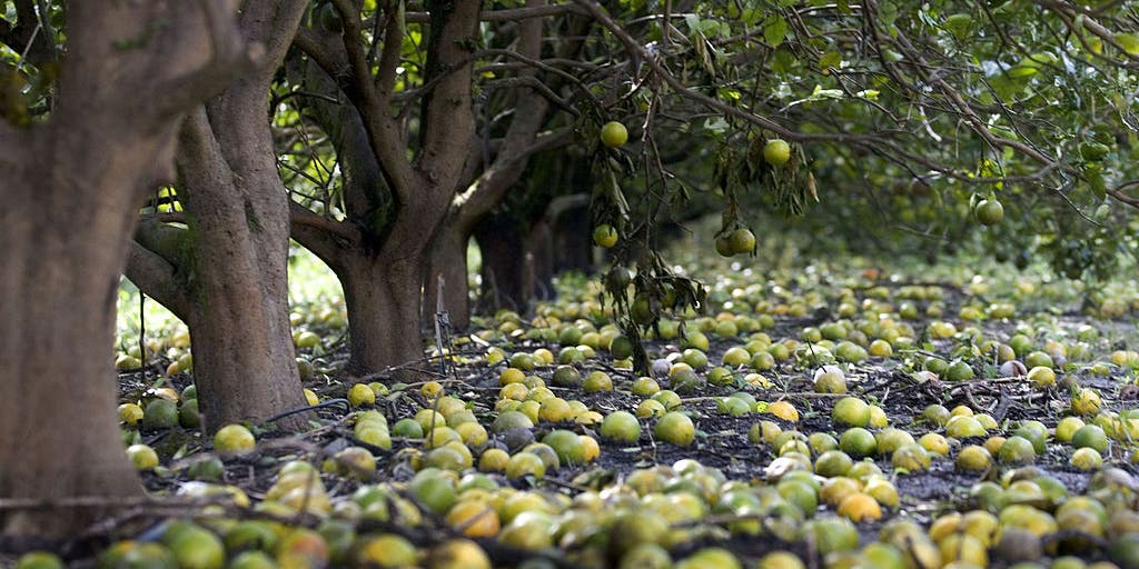 Florida’s citrus industry struggles in wake of severe weather events ...