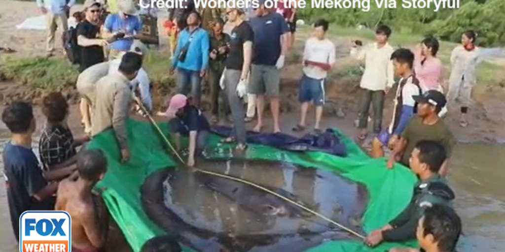 World's largest freshwater fish caught in Cambodia | Fox Weather