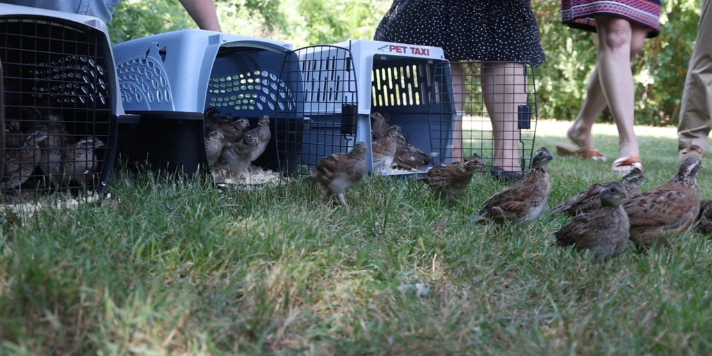 Quail to the rescue: How ground birds are helping control ticks in New ...