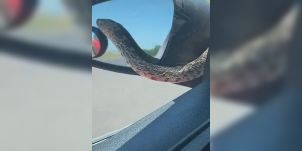 Driver's worst nightmare comes true: Snake hitches a ride on car's ...
