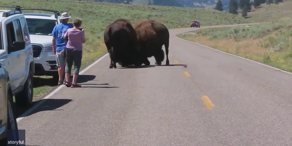 'They will kill you': Tourists warned to move away from bison fight in ...
