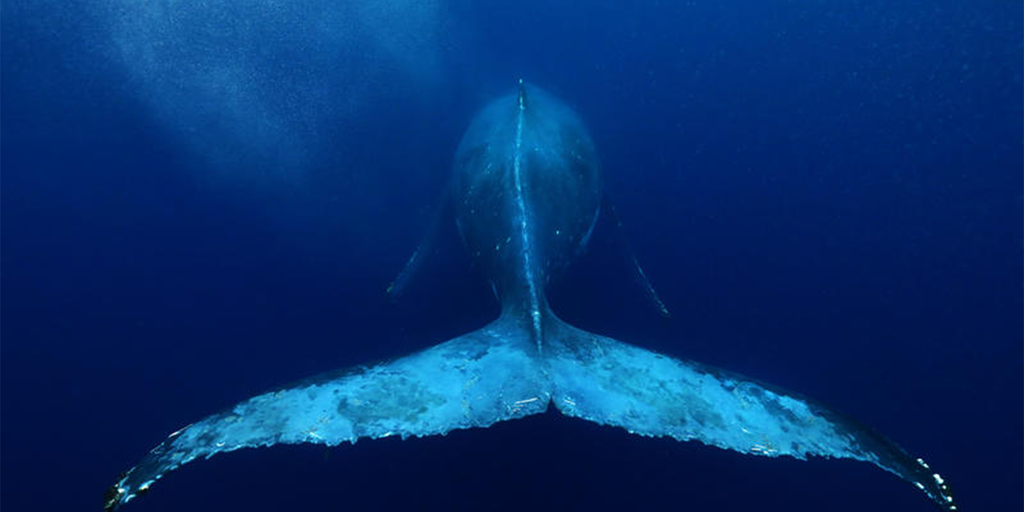 'Gunshots' ring out beneath the ocean's surface. Here's why scientists ...