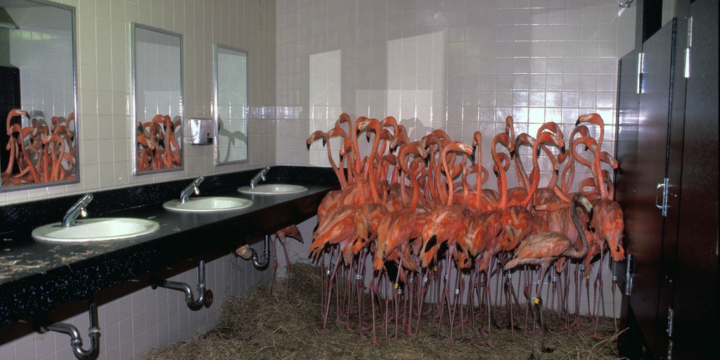 ‘This is not where we belong’: Miami zookeepers recall herding ...