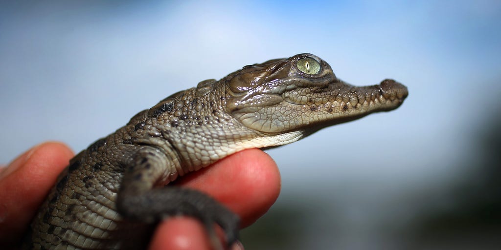 How a Florida nuclear power plant became a crocodile nursery | Fox Weather