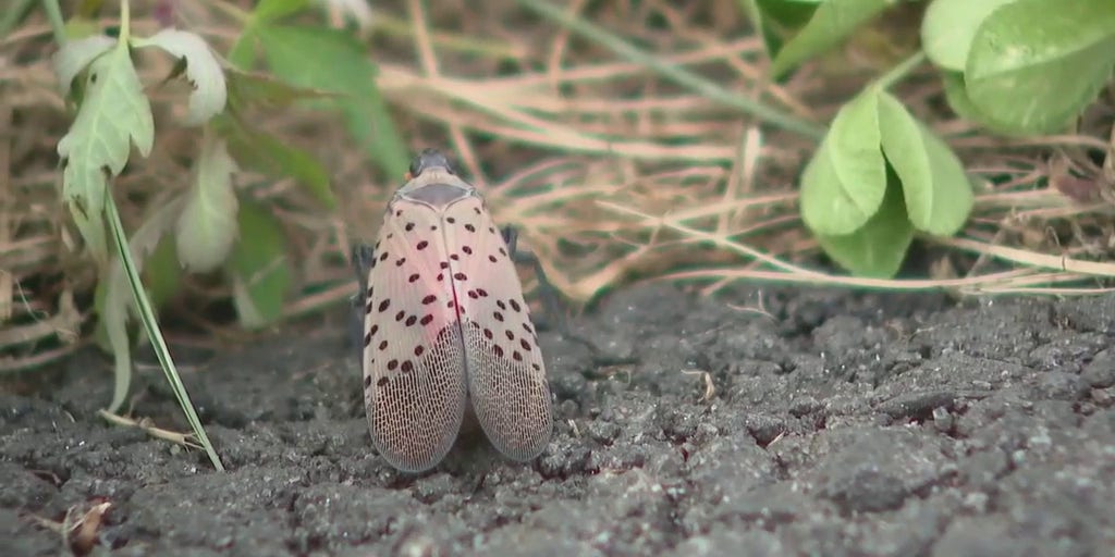 USDA again asks for help squashing these invasive bugs | Fox Weather