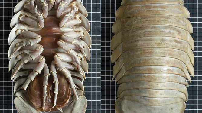 Recently Discovered Sea Bugs Can Grow Up To 15 Feet Eat Entire Alligator Corpse Fox Weather