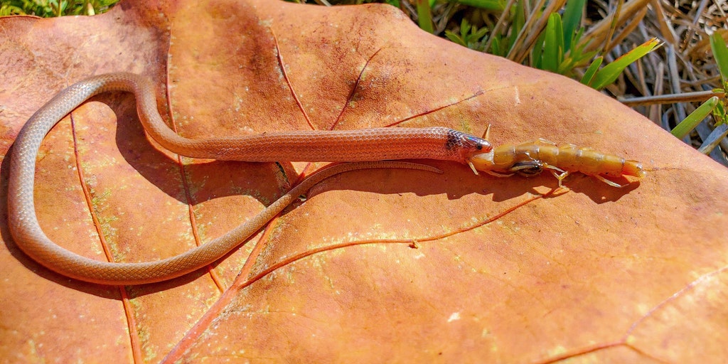 America's rarest snake found choked to death on giant centipede in ... America's rarest snake found choked to death on giant centipede in ...